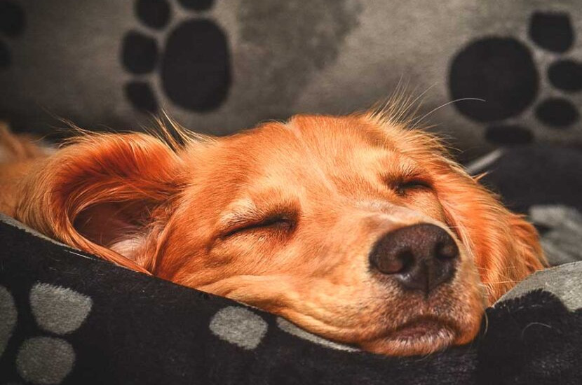 Why Do Dogs Sleep So Much? - Dog to Man