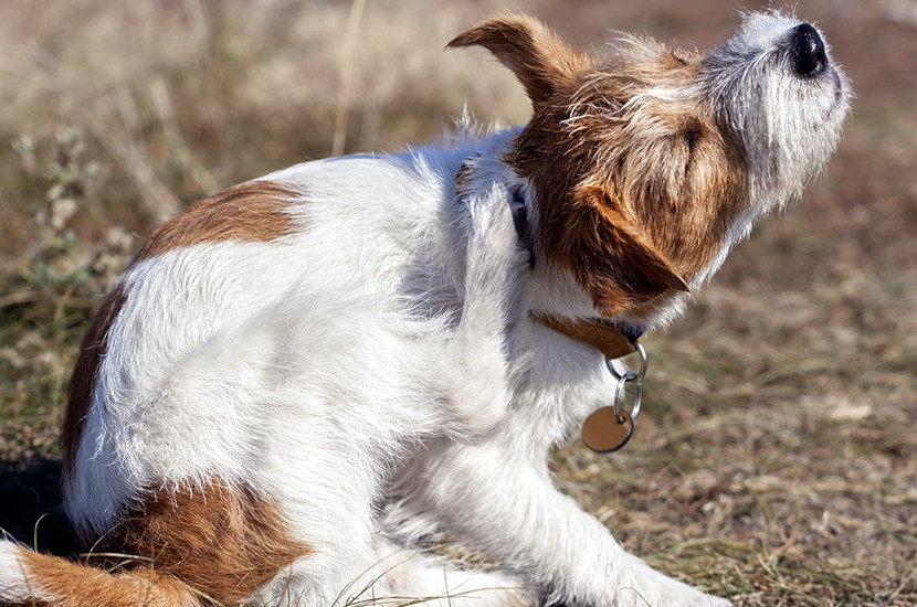 Ticks on Dogs: Everything You Need to Know - Dog to Man